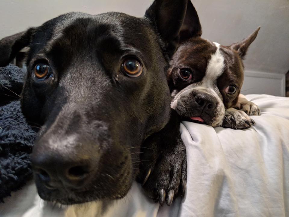 All Dogs Go To Heaven - Three Ears Media