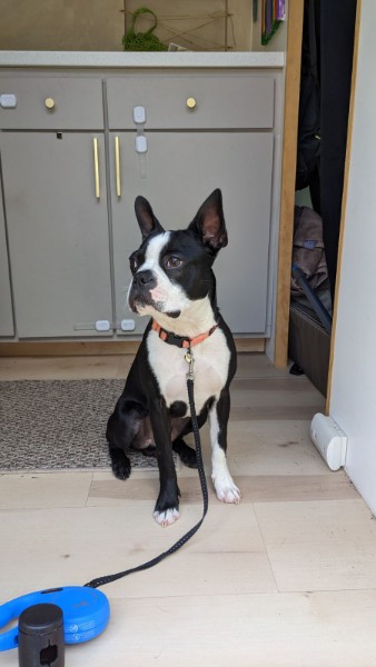 Lessons From A Dog Named Dewey - Three Ears Media