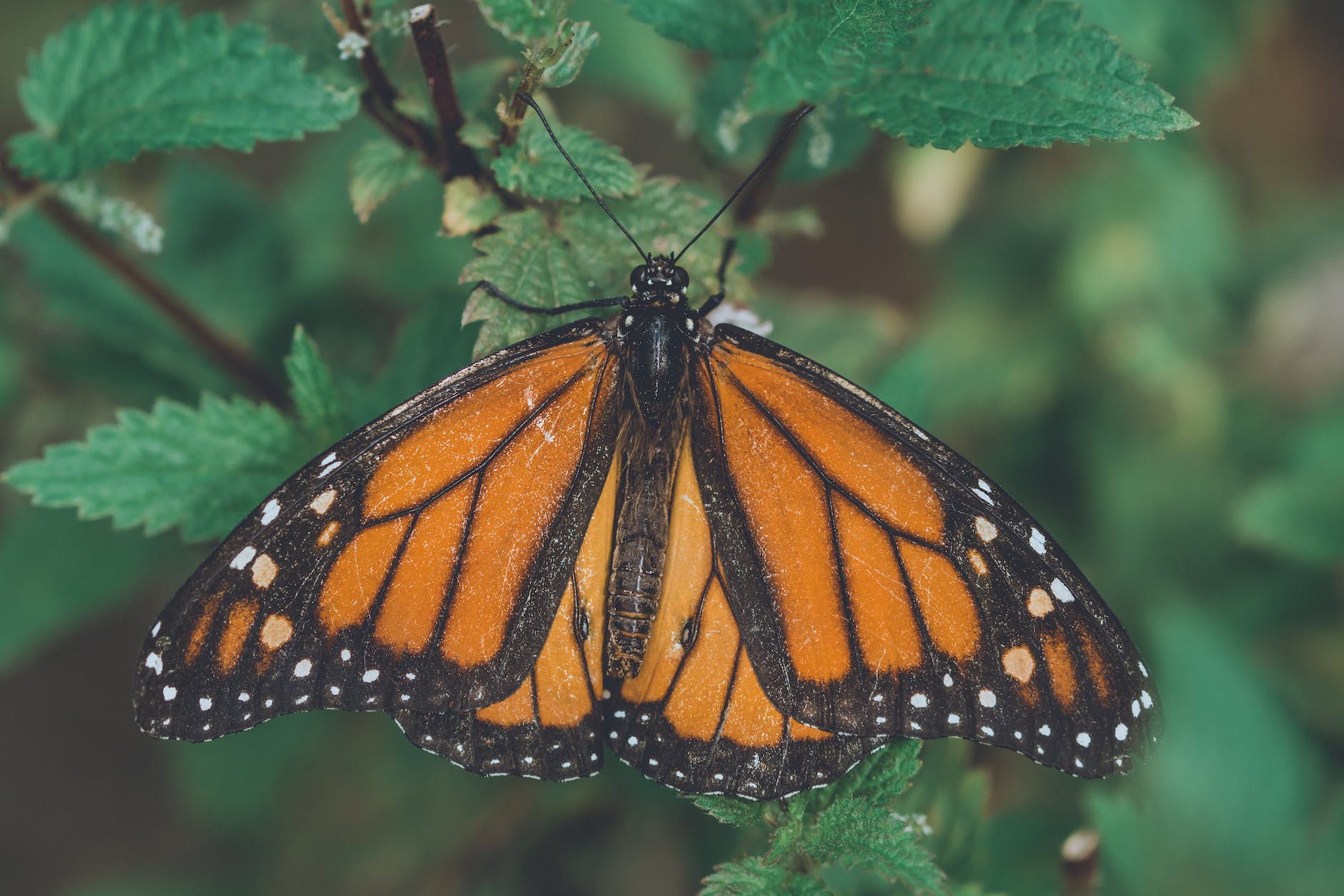 In The Lifetime Of A Butterfly - Three Ears Media