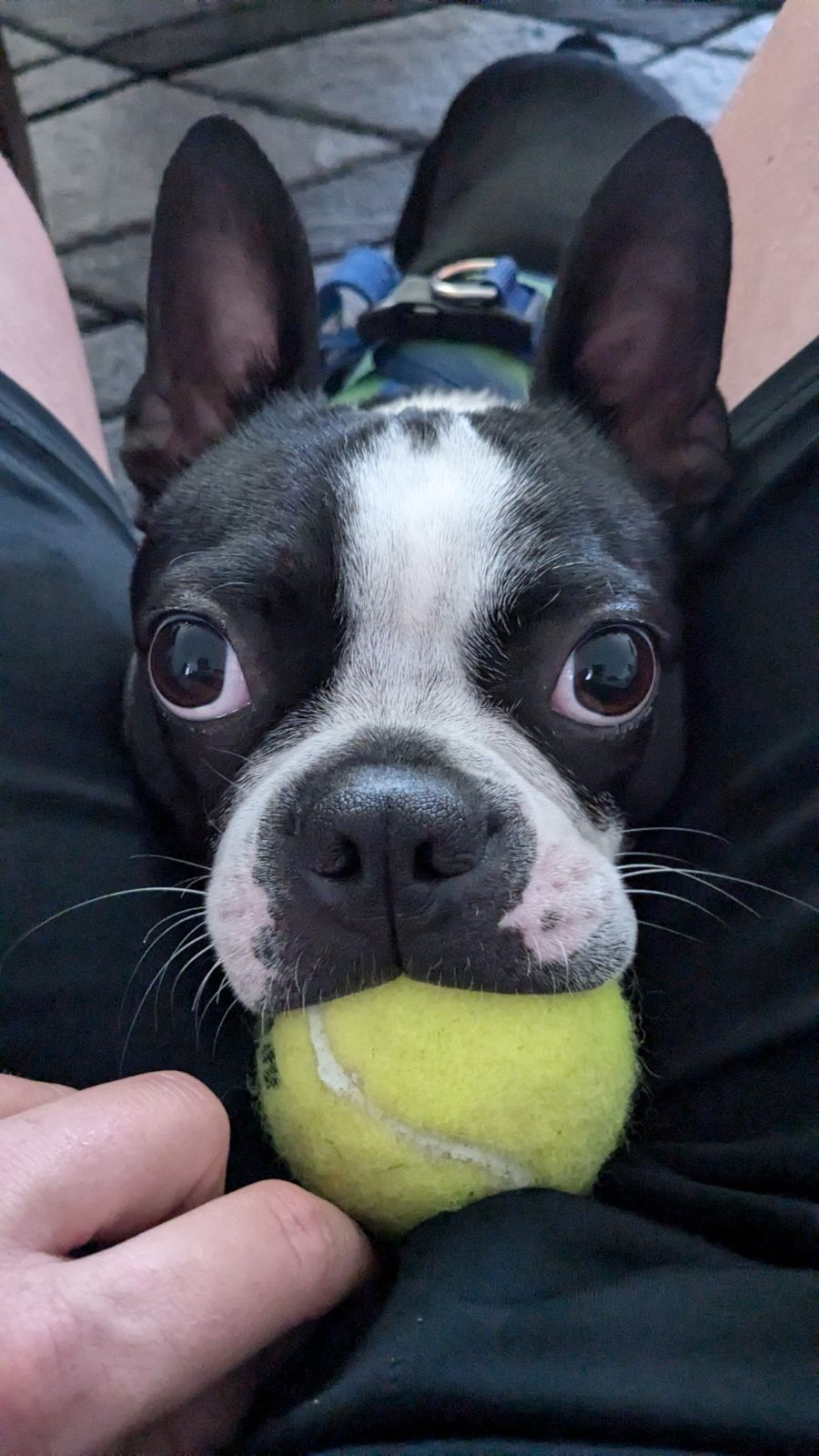 A Multitasking Master Of None - Three Ears Media